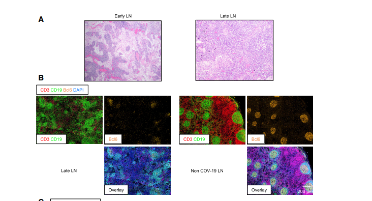 Solved Primer for Figures 1 and 2 CD (cluster of | Chegg.com