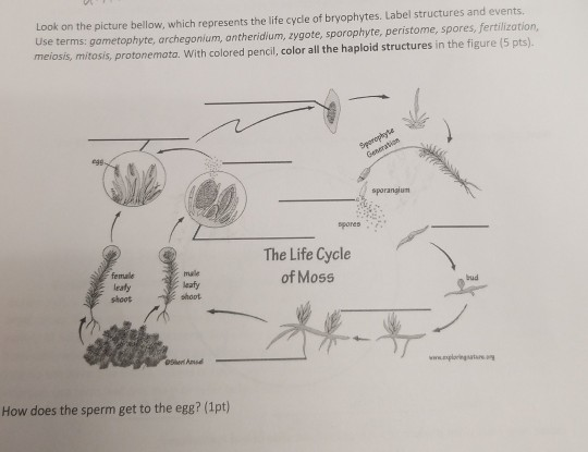 45 label the structures on this diagram of a moss.