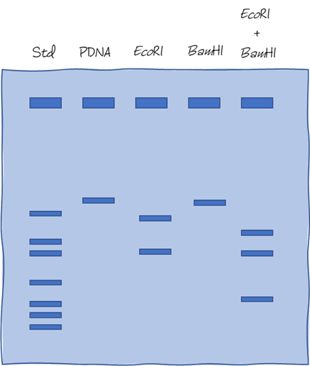 1. Create the log kbp vs distance (mm) plot. 2. | Chegg.com