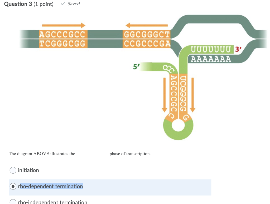 Solved Question 3 (1 point) Saved AGCCCGCC TCGGGCGG GGCGGGCT | Chegg.com