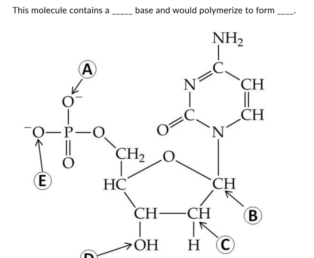 Solved This molecule contains a base and would polymerize to | Chegg.com
