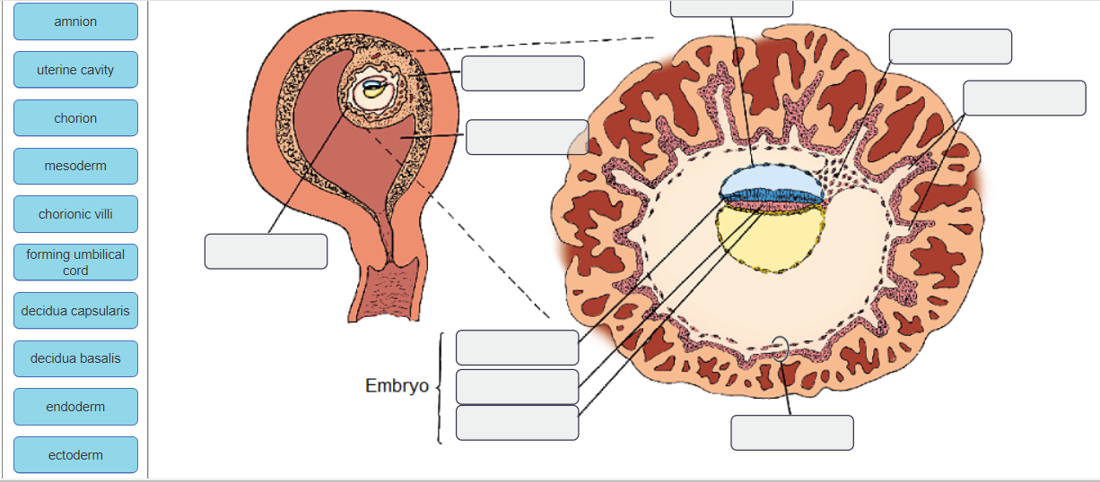 Chorion In Uterus
