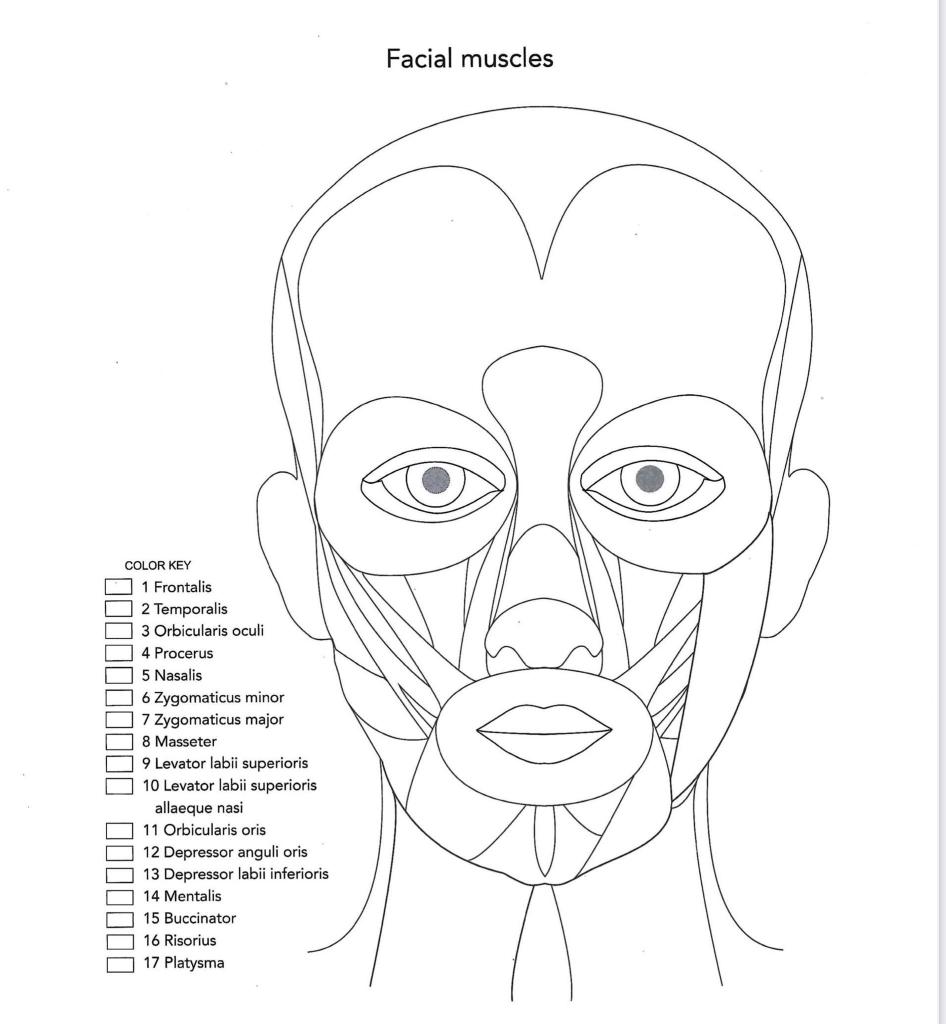 Solved Facial muscles JI01000000 1000100 COLOR KEY 1 | Chegg.com