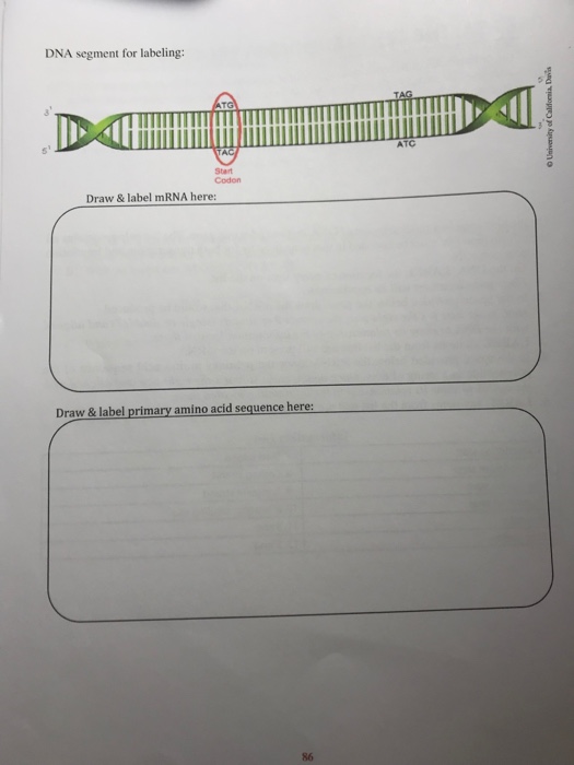 Solved DNA segment for labeling: 11阅11 ATC Start Codon Draw& | Chegg.com