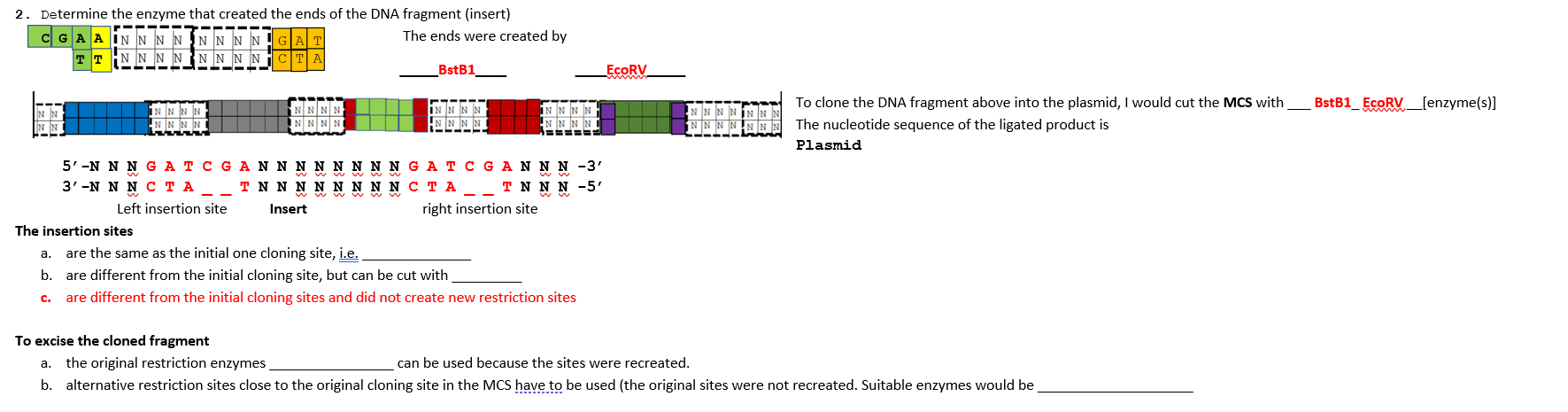Solved 2. Determine the enzyme that created the ends of the | Chegg.com