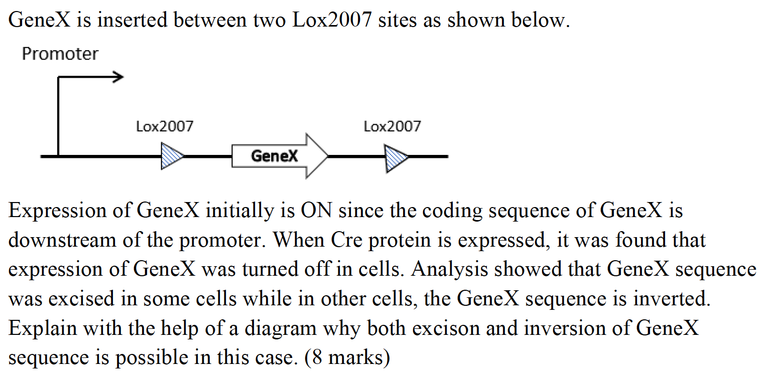 Solved GeneX is inserted between two Lox 2007 sites as shown | Chegg.com