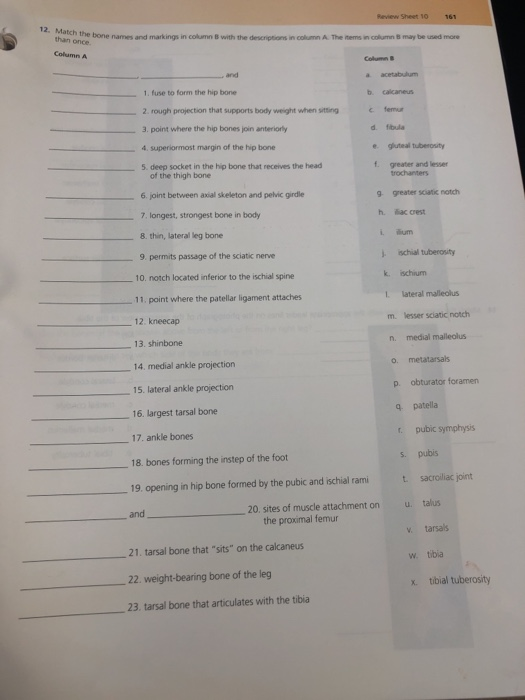 Solved Review Sheet 10 161 12. Match than once the bone | Chegg.com
