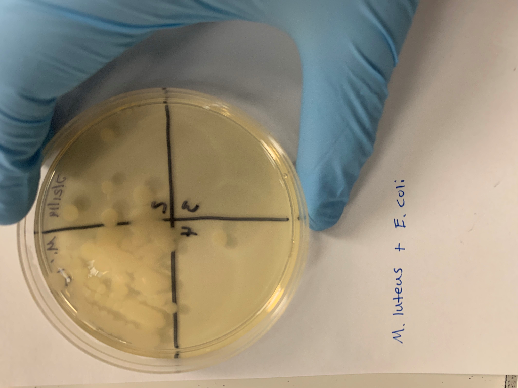 I have attached lab reports and lab pictures. I need | Chegg.com