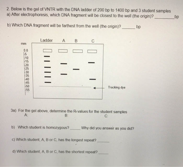 Solved 2. Below is the gel of VNTR with the DNA ladder of | Chegg.com