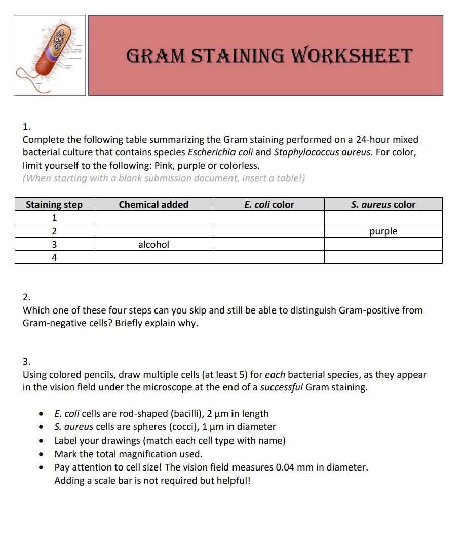 Solved GRAM STAINING WORKSHEET 1. Complete the following | Chegg.com