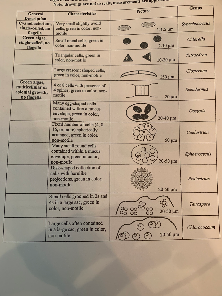 Solved Bottom of Hay Infusion Surface of Hay Infus ion Near | Chegg.com