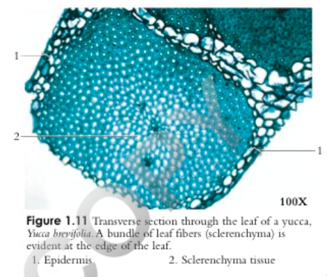 Solved Draw a labeled PLAN of a portion of the yucca section | Chegg.com