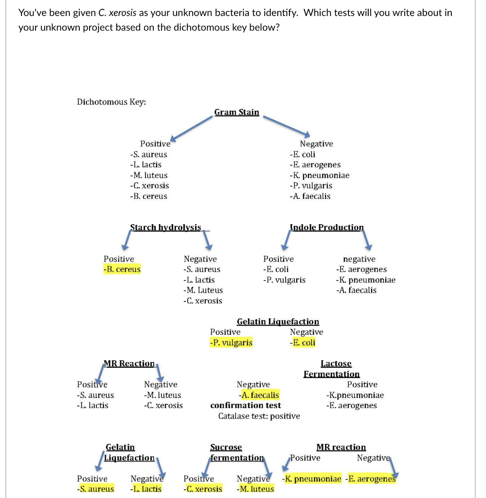 Solved You've been given C. xerosis as your unknown bacteria | Chegg.com