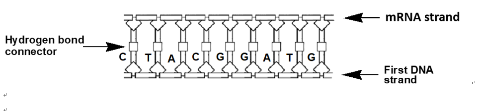 Solved mRNA strand Hydrogen bond connector CT TT ATT CT GT | Chegg.com