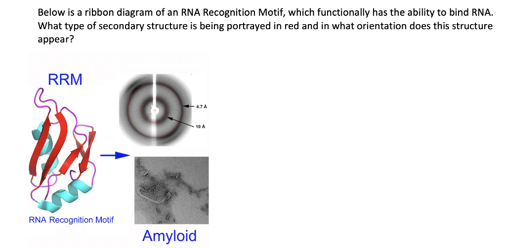 Solved Below is a ribbon diagram of an RNA Recognition | Chegg.com