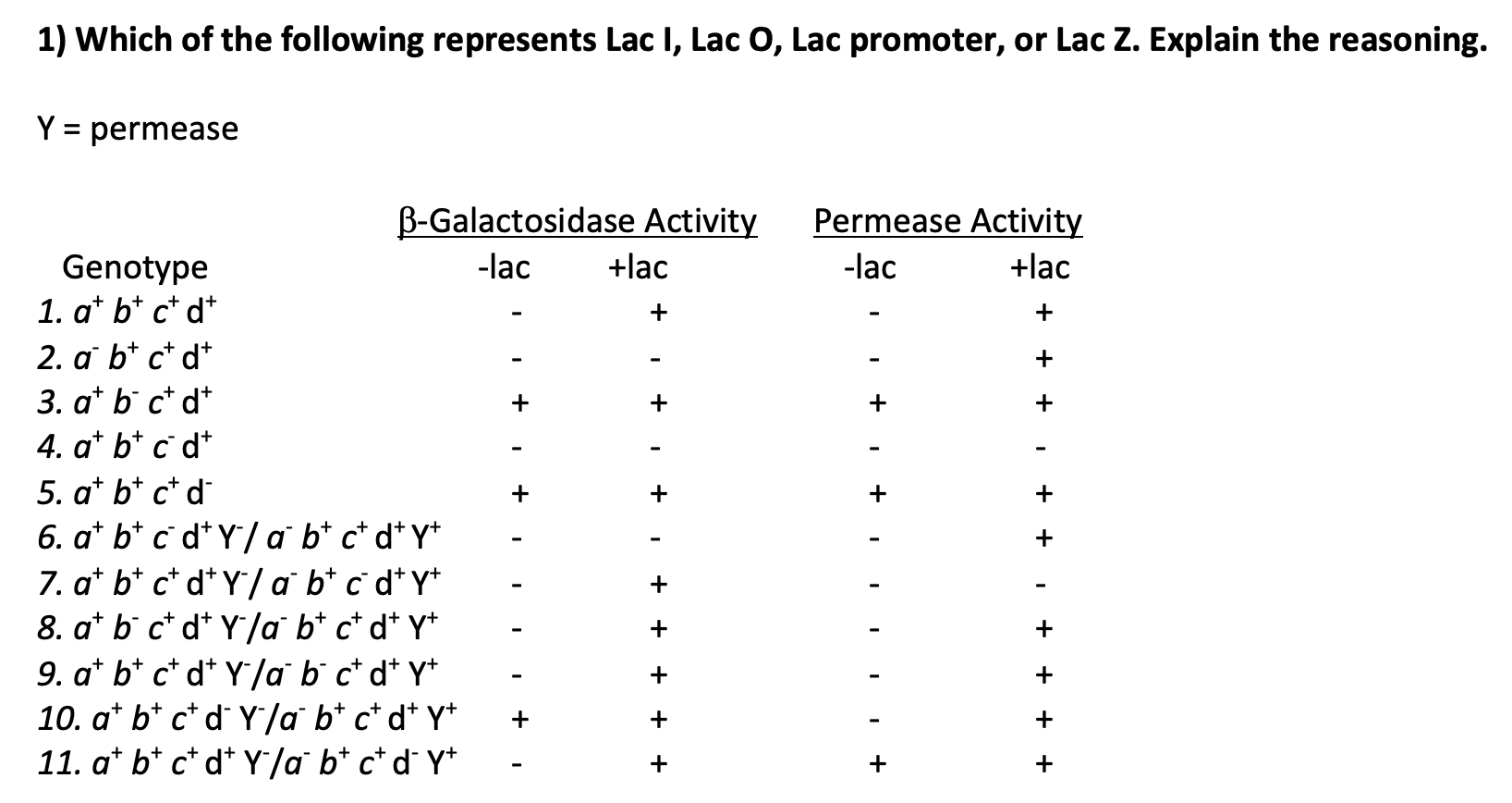 Solved 1) Which of the following represents Lac I, Lac O, | Chegg.com