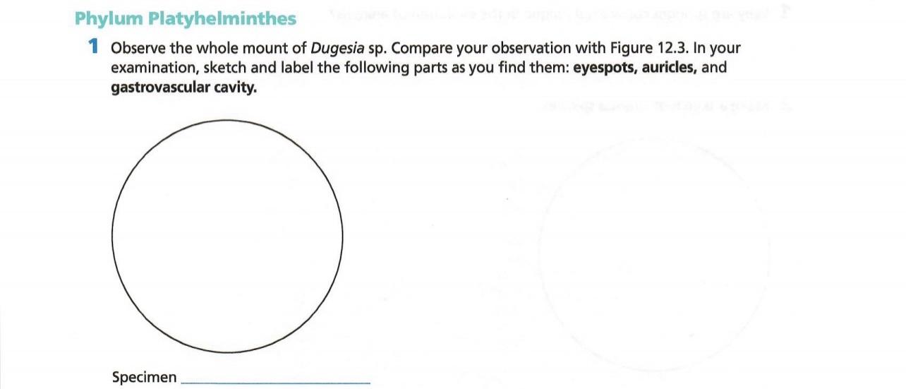 Solved 2 Make a sketch of Grantia spicules. Specimen 2 | Chegg.com