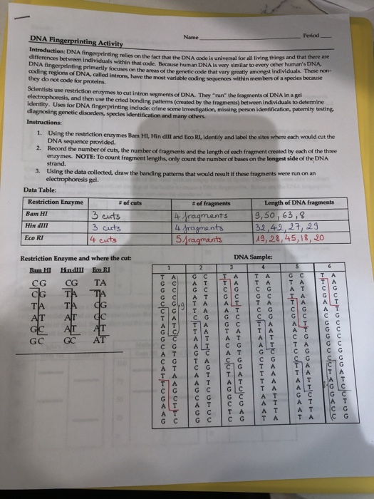Solved DNA Fingerprinting Activity differences between | Chegg.com