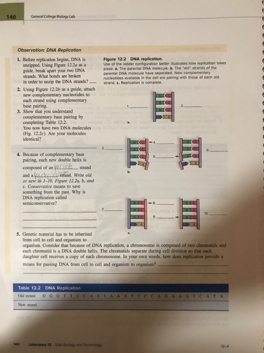 Solved General College Biology Lab Observation: DNA | Chegg.com Solved General College Biology Lab Observation: DNA | Chegg.com