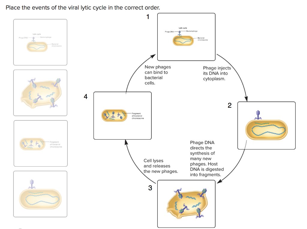 Solved Place the events of the viral lytic cycle in the | Chegg.com