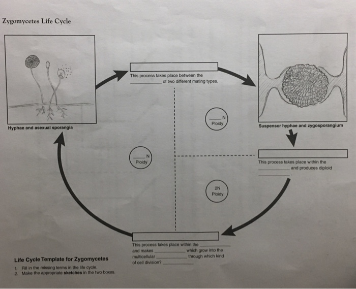 Phylum Zygomycota Life Cycle