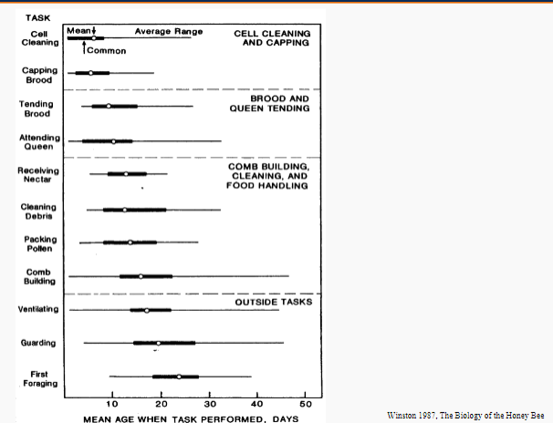 Solved What is the correct order of work a worker bee is | Chegg.com