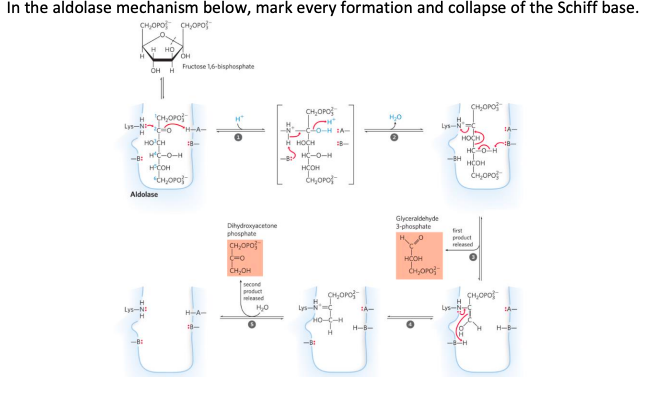 Solved In the aldolase mechanism below, mark every formation | Chegg.com