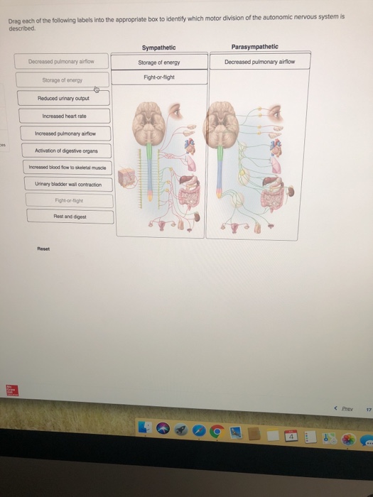 Solved Drag each of the following labels into the | Chegg.com