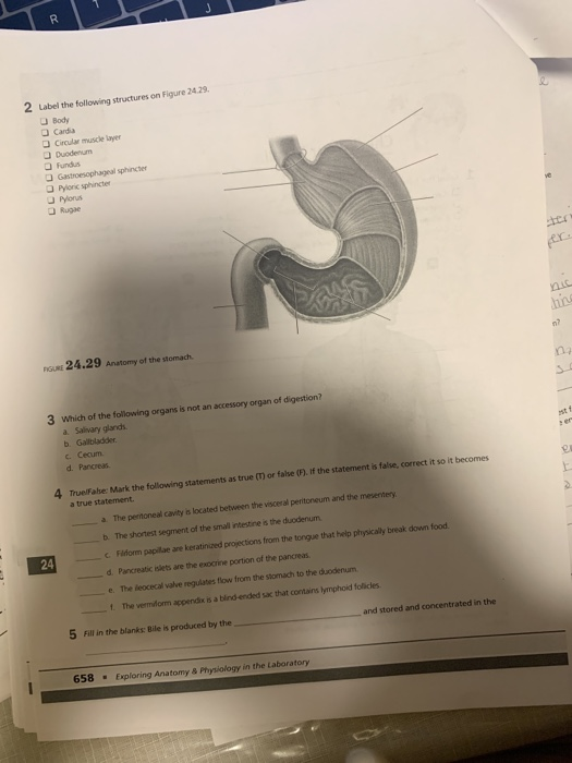 Solved 2 Label the following structures on Figure 24.29 Body | Chegg.com
