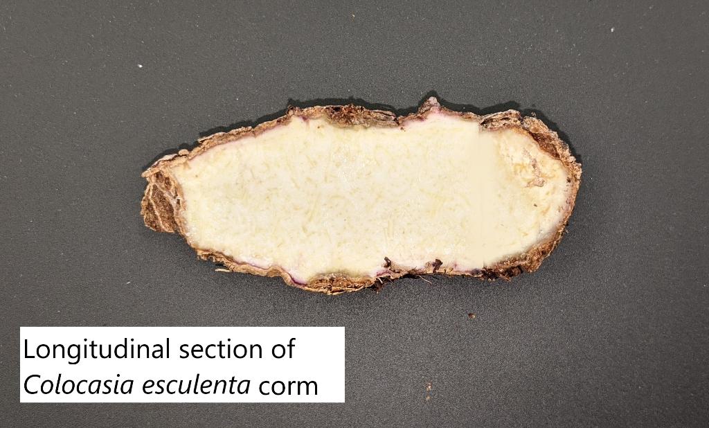 Solved Photos of a whole and dissected corm (taro) and | Chegg.com