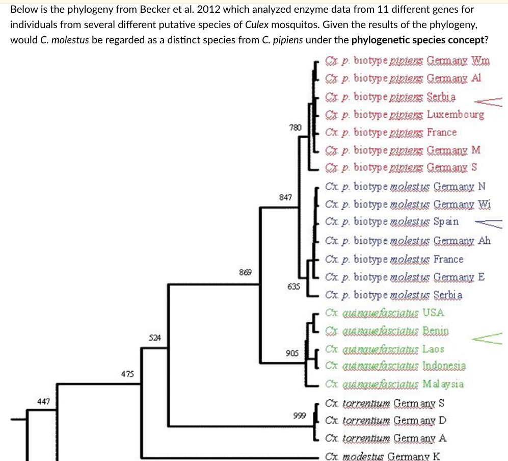 Solved Below is the phylogeny from Becker et al. 2012 ﻿which | Chegg.com