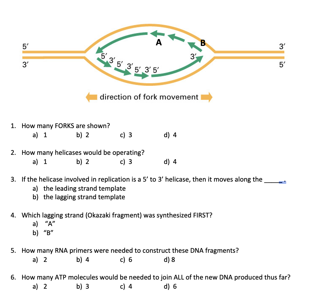 Solved A 5' 3 5' 3' 5' 3' 5' 3' 5 3 3' 5 direction of fork | Chegg.com