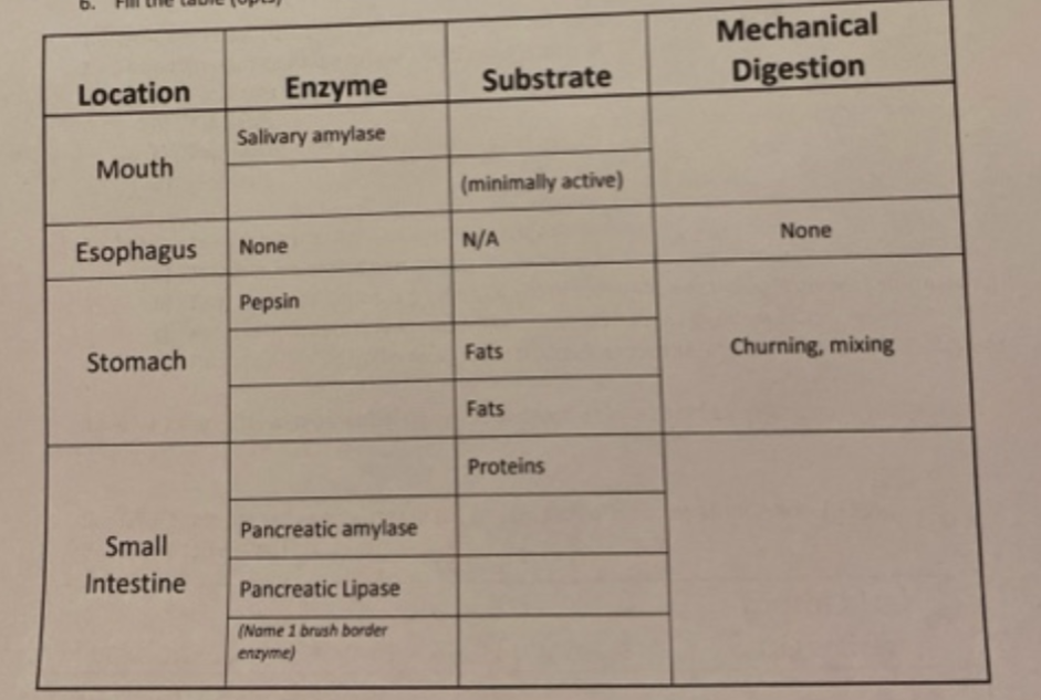 Solved Mechanical Digestion Substrate Location Enzyme | Chegg.com