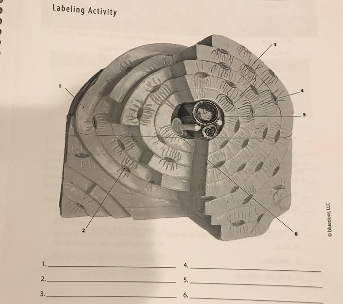 Solved BIOL 2101 - Lab 9: Bone Histology Labeling | Chegg.com