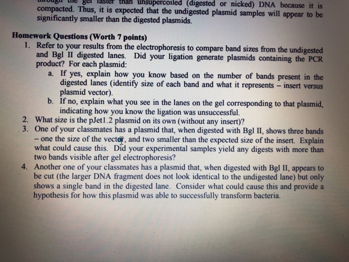 Solved in picture lane 1: 500bp molecular weight ruler lane | Chegg.com