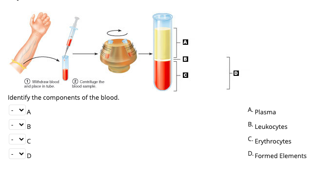 Solved Identify the components of the blood. A B C D | Chegg.com