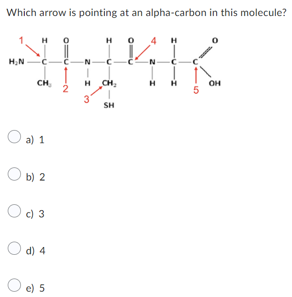 Solved Which arrow is pointing at an alpha-carbon in this | Chegg.com