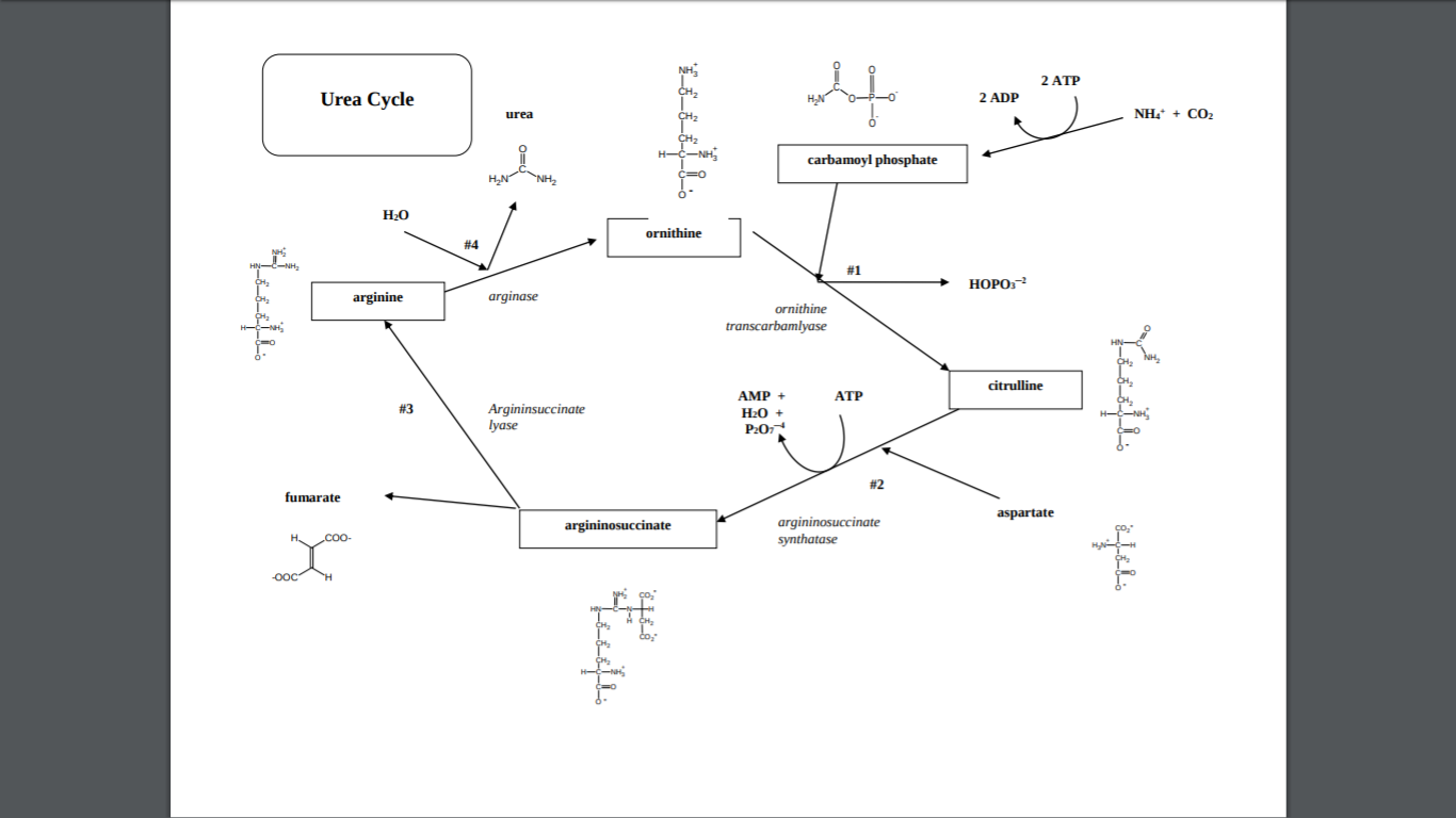Solved Use the following metabolic map of urea cycle | Chegg.com