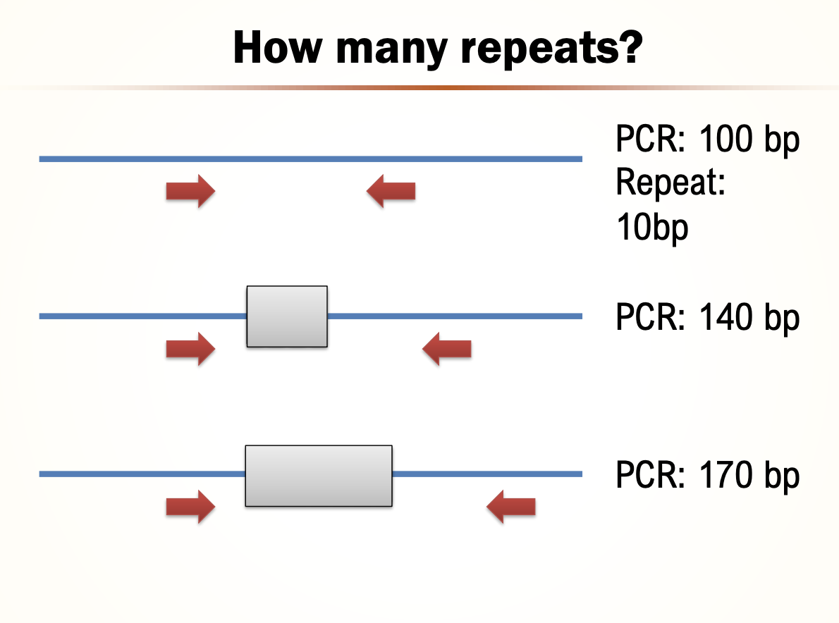 Solved How many repeats? PCR: 100 bp Repeat: 10bp PCR: 140 | Chegg.com