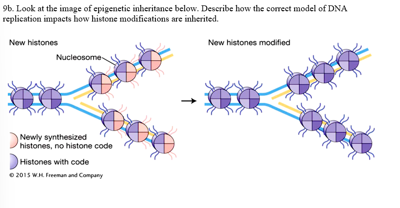 Solved 9b. Look at the image of epigenetic inheritance | Chegg.com