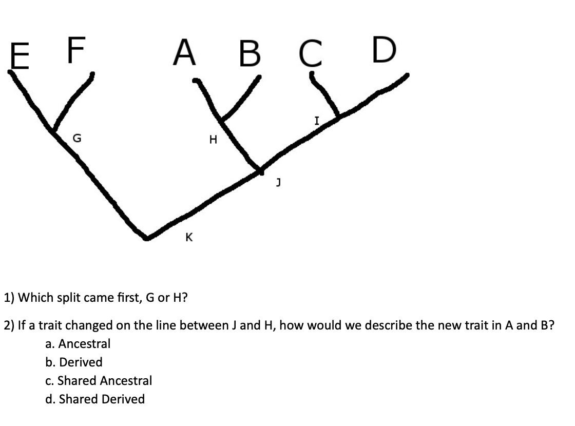 Solved 1) Which split came first, G or H? 2) If a trait | Chegg.com
