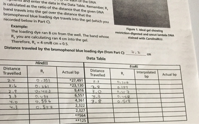 How do you find the interpolated bp and the actual | Chegg.com
