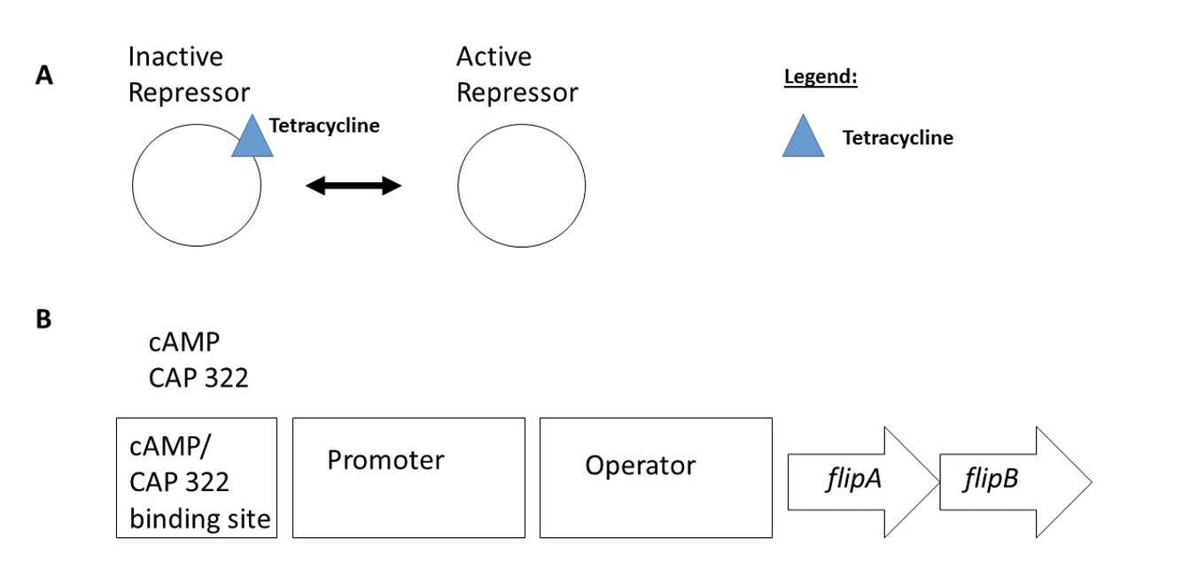 Solved A Inactive Repressor Tetracycline Active Repressor | Chegg.com