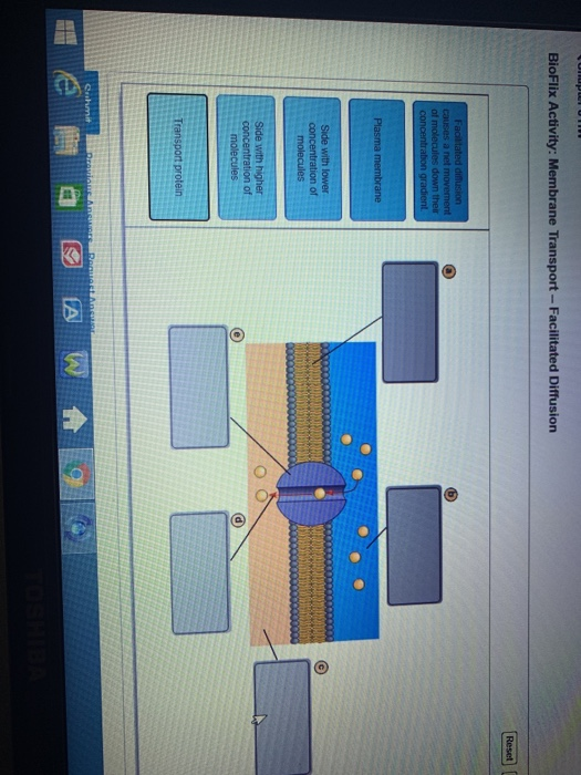 Solved BioFlix Activity: Membrane Transport-Facilitated | Chegg.com