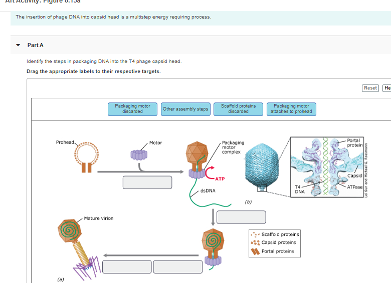Solved HIL ALLIVILY. riyuie 0.1Jd The insertion of phage DNA | Chegg.com