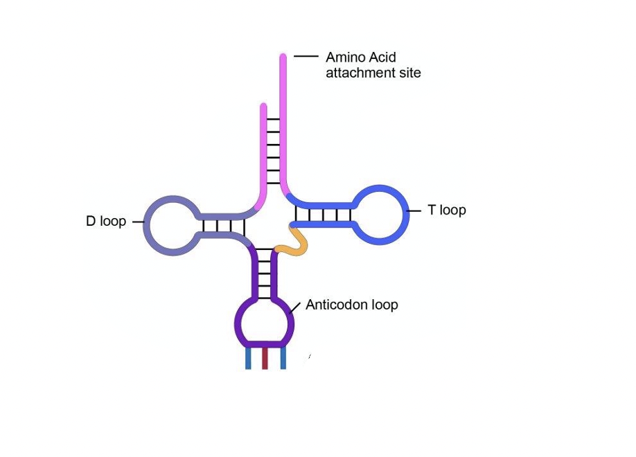 Solved What is one anticodon sequence that could be present | Chegg.com