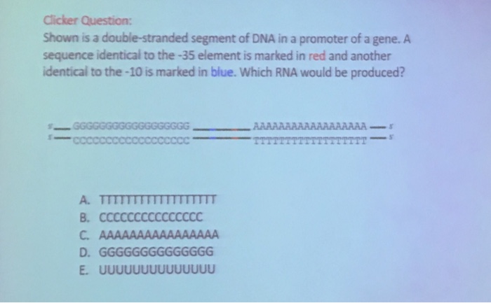Solved Clicker Question: Shown is a double-stranded segment | Chegg.com