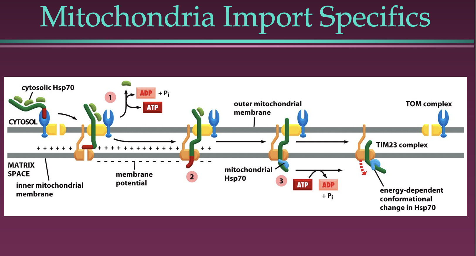 Solved Questions: 1. Can you explain each of the steps | Chegg.com
