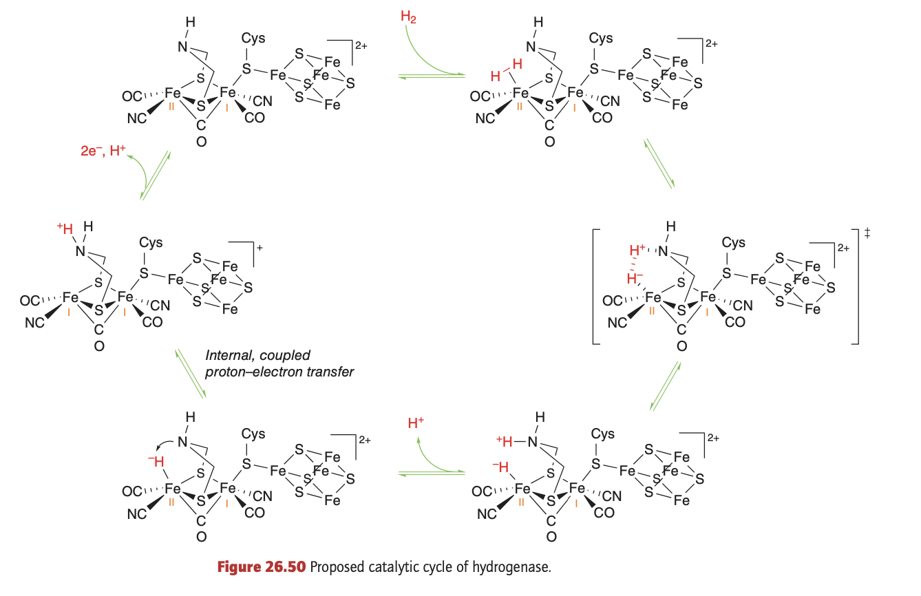 Frustrated Lewis Pairs (PLPs). Hydrogenase enzymes | Chegg.com