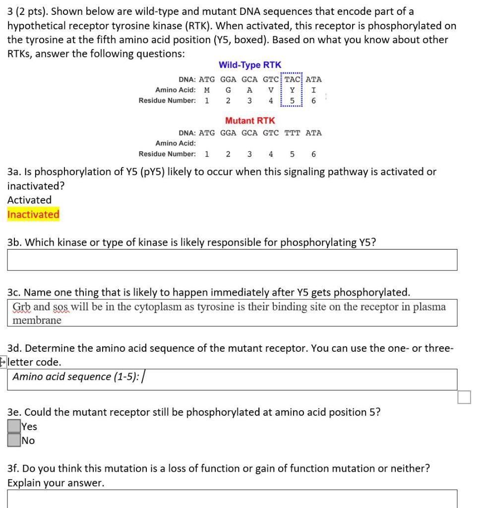 Solved 3 (2 pts). Shown below are wild-type and mutant DNA | Chegg.com